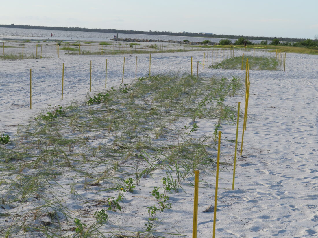 Fort Myers Beach starts dune, vegetation plantings for beach resilience - FORT MYERS - Beach ...